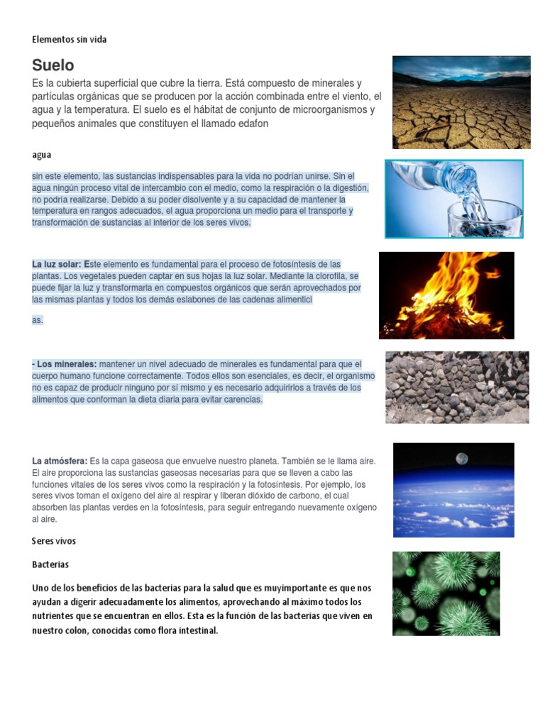 Elementos Sin Vida y Su Importancia | PDF | Fotosíntesis | Plantas