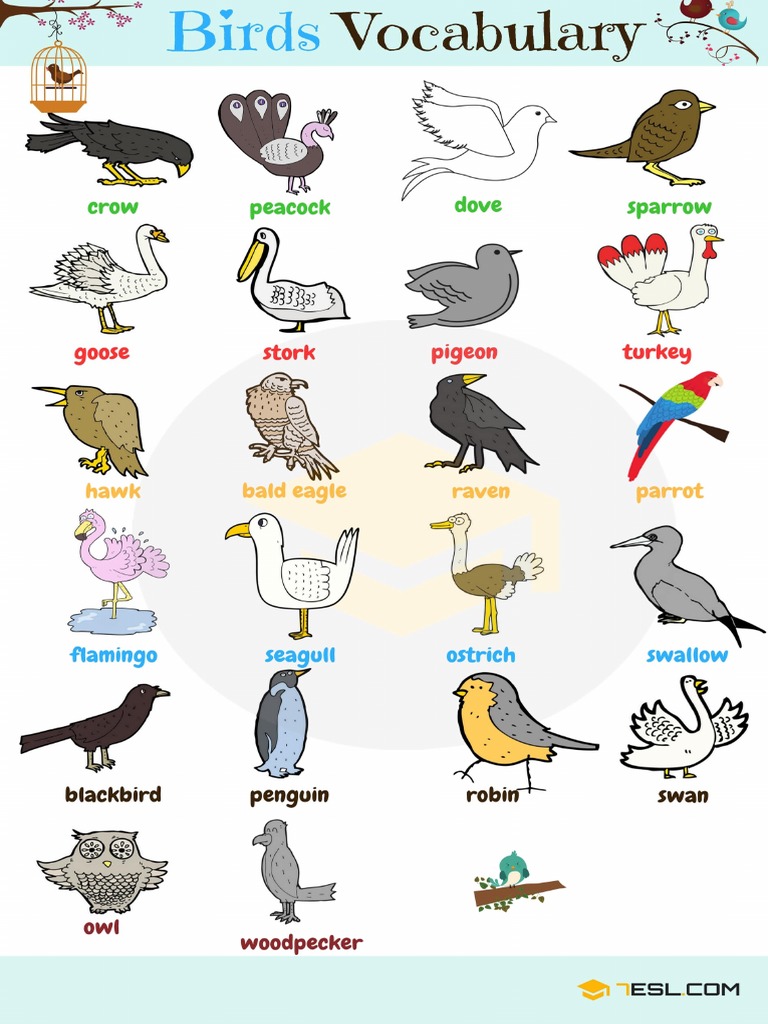 Bird Vocabulary | PDF