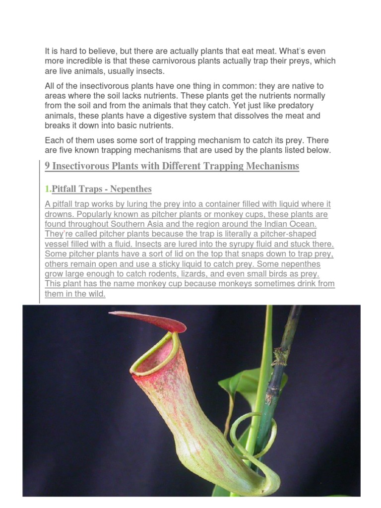 Insectivorous Plants | PDF | Organisms | Botany