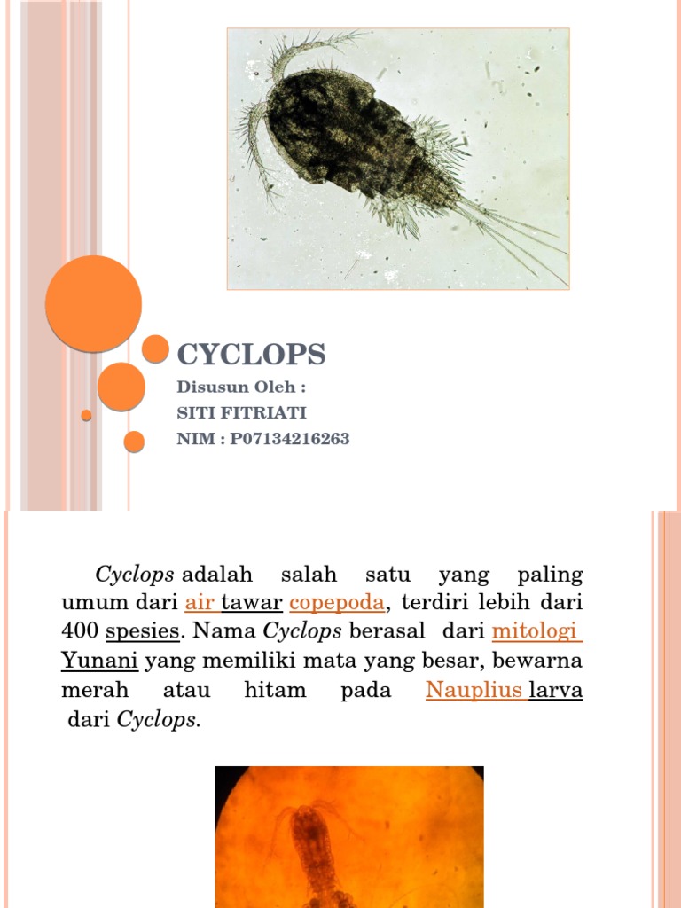Cyclops: Disusun Oleh: Siti Fitriati NIM: P07134216263 | PDF