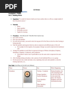 Oreo Mitosis Lab | PDF | Mitosis | Cell Biology