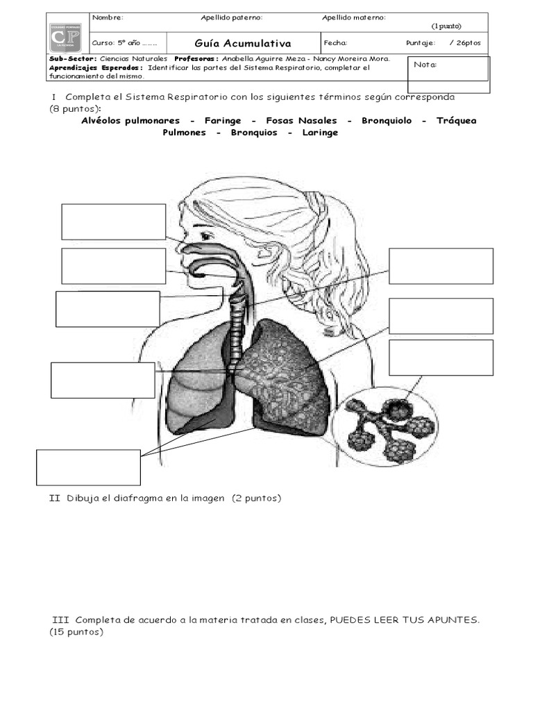 Completa el Sistema Respiratorio | PDF