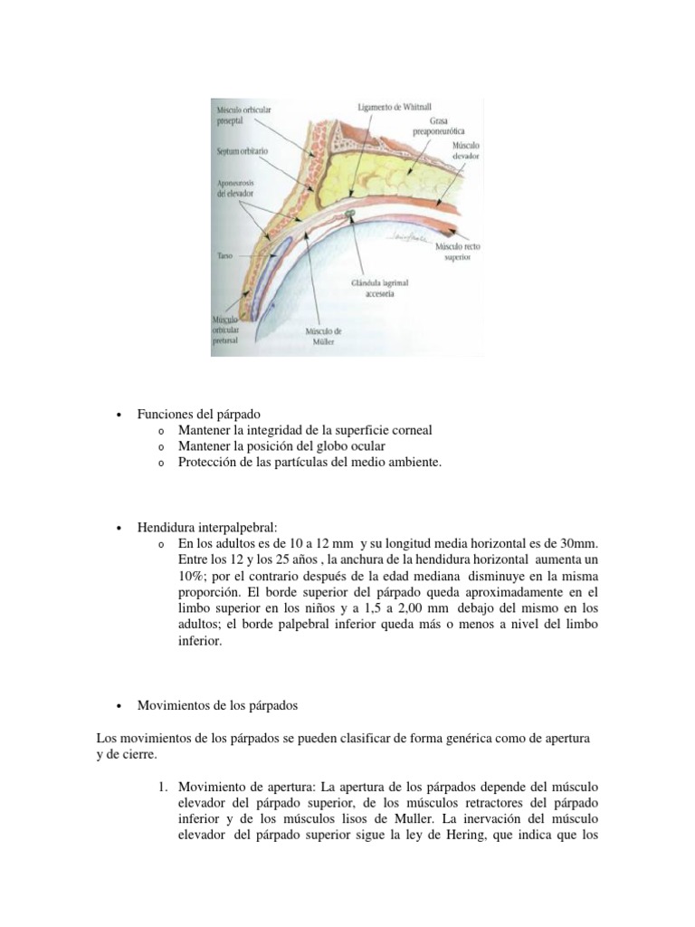 Funciones Del Párpado | PDF | Órganos sensoriales | Anatomía humana
