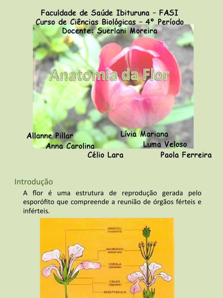 Anatomia Da Flor | PDF | Flores | Horticultura e jardinagem