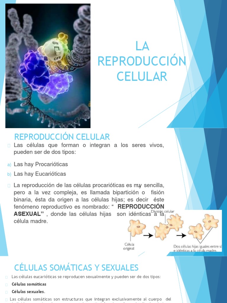 La Reproduccion Celular | Mitosis | Mitosis