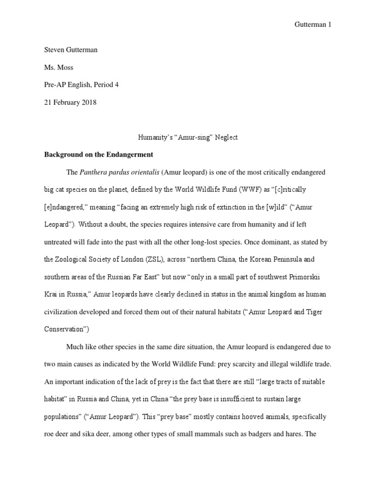 Amur Leopard Research Paper | PDF | Leopard | Organisms