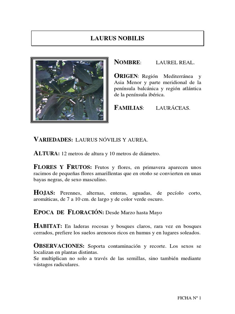 Trabajo Fichas Plantas | PDF | Plantas | Horticultura y jardinería