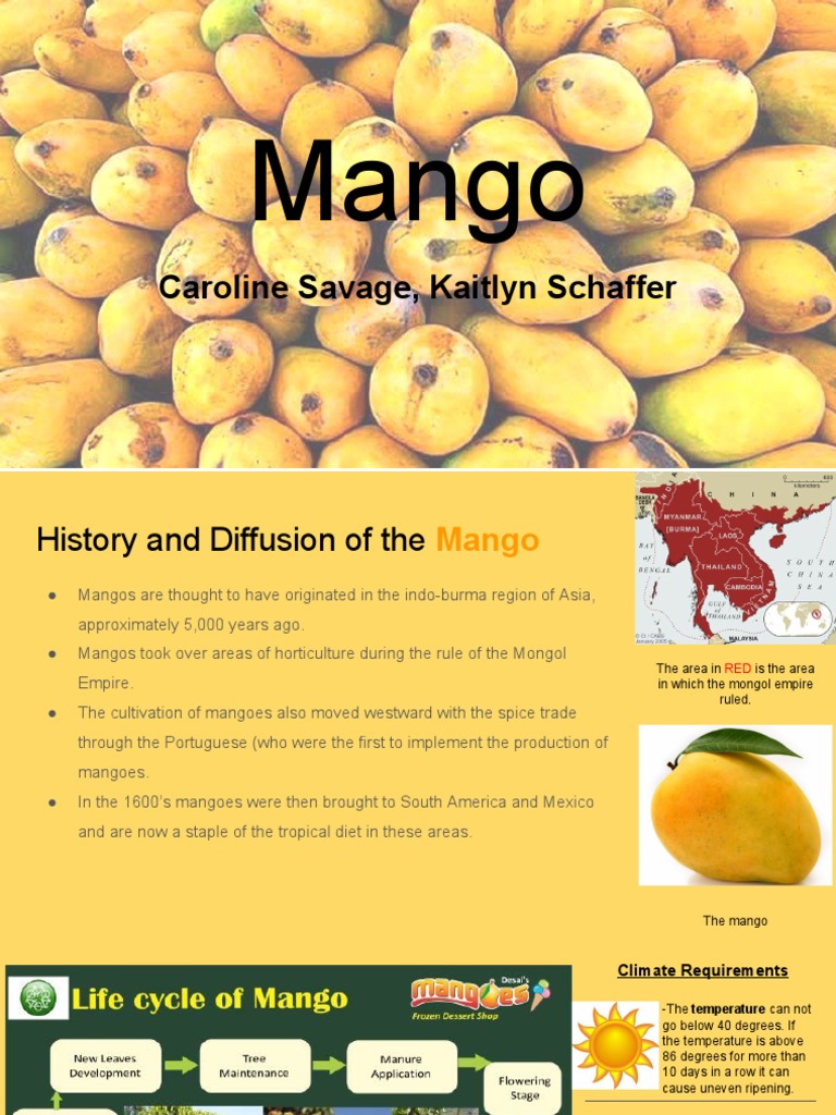 Mango | PDF | Genetically Modified Organism | Mango