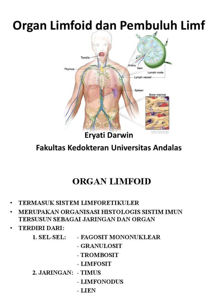 Organ Limfoid Dan Pembuluh Limf 2015 PDF | PDF