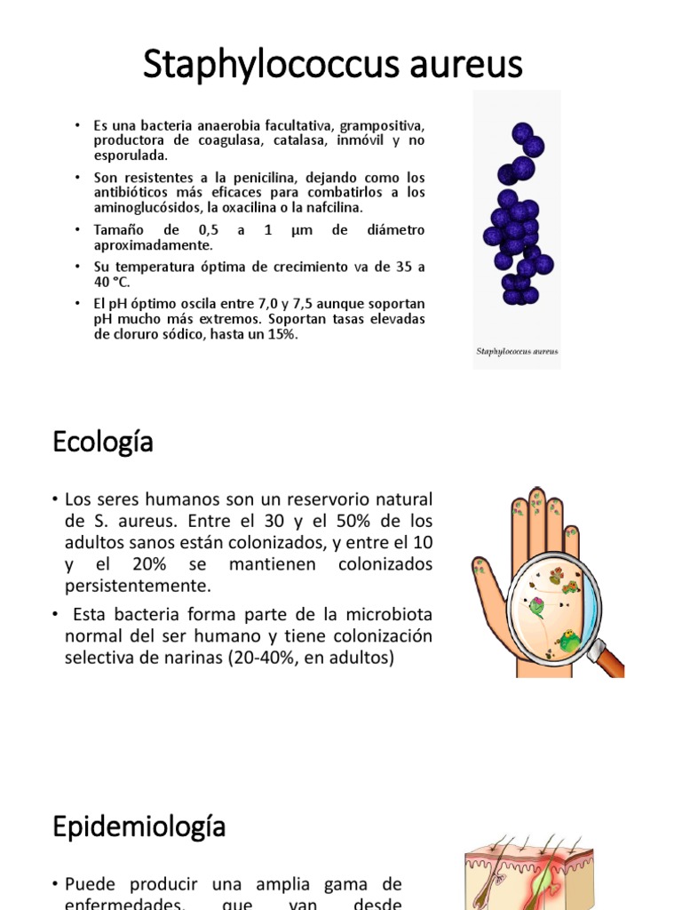 Staphylococcus Aureus | PDF | Staphylococcus Aureus | Microbiología
