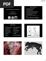 Cilinical Examination of Sheep& Goat | PDF | Sheep | Physical Examination