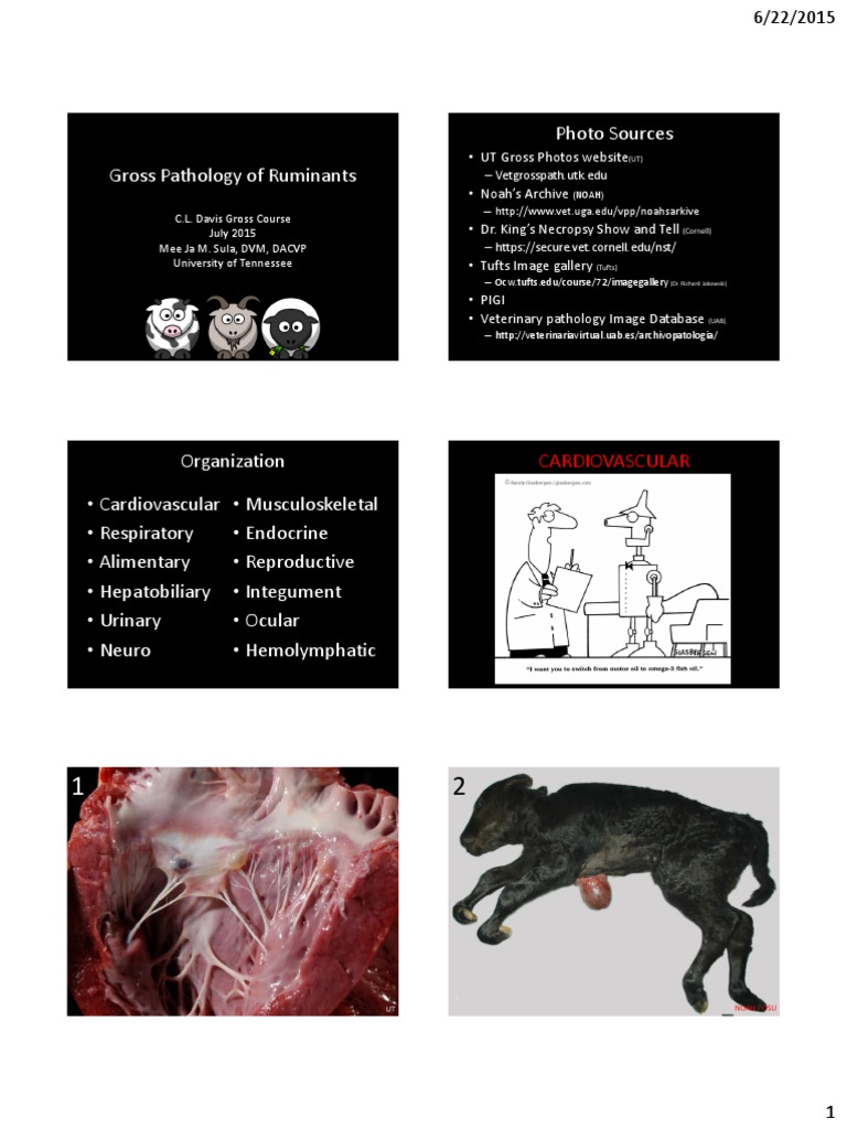 51 Diseases of Ruminants - Dr. Sula | PDF | Pneumonia | Congenital ...