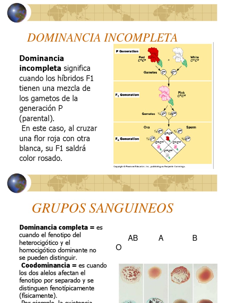Dominancia Incompleta y Codominancia | PDF | Tipo de sangre ...