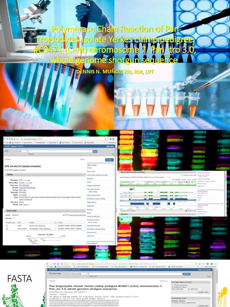 PCR Beta Actin | PDF