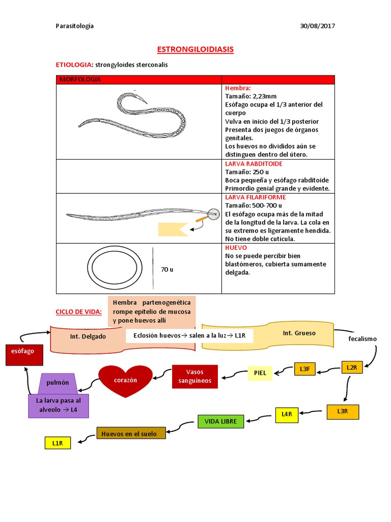ESTRONGILOIDIASIS | PDF | Especialidades Medicas | Enfermedades y ...