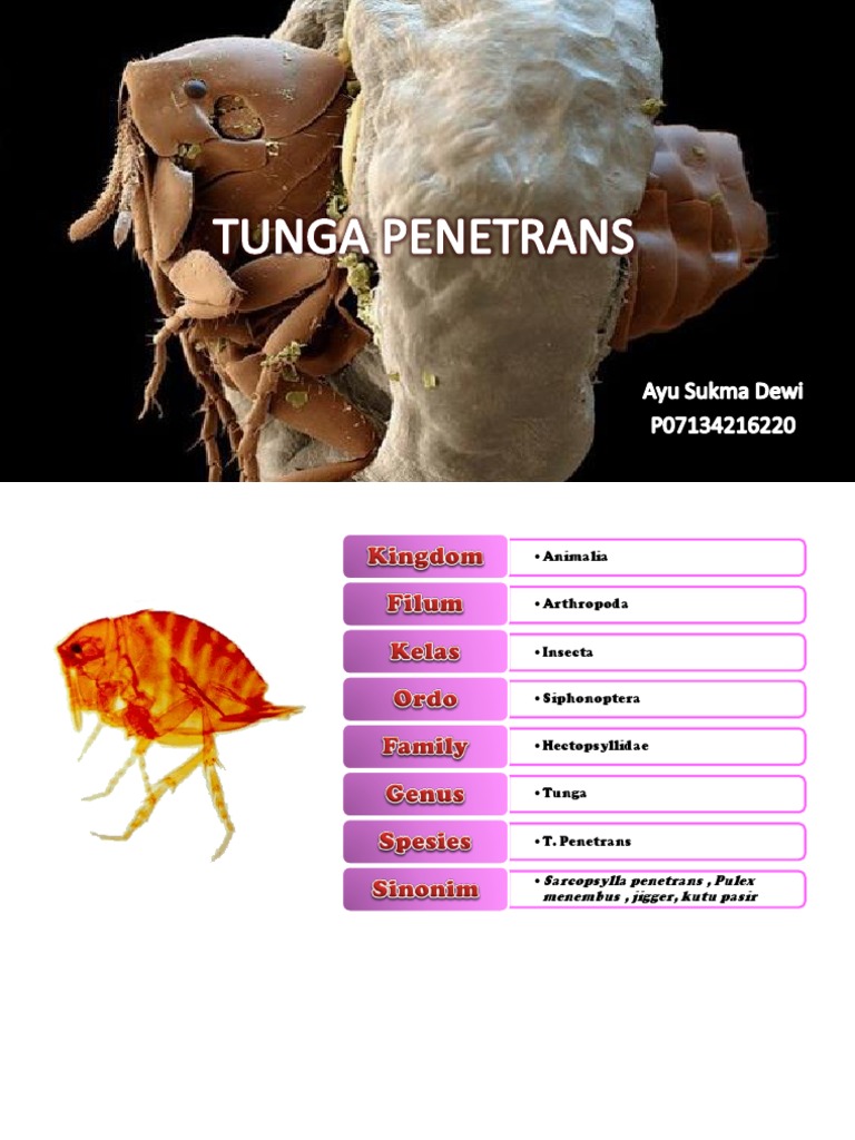 Morfologi dan Habitat Tunga Penetrans | PDF