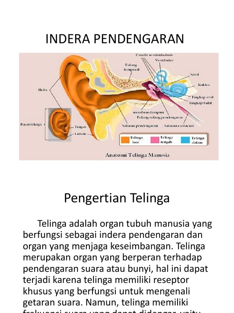 Struktur dan Fungsi Indra Pendengaran | PDF | Kesehatan Holistik