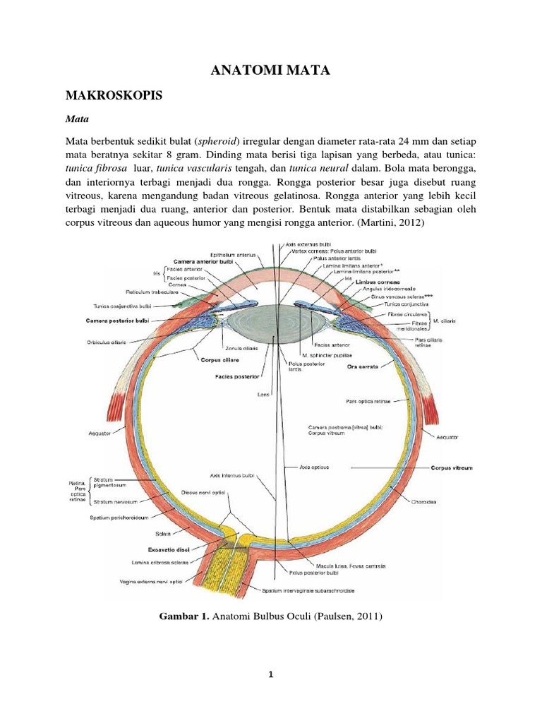 Anatomi Mata | PDF