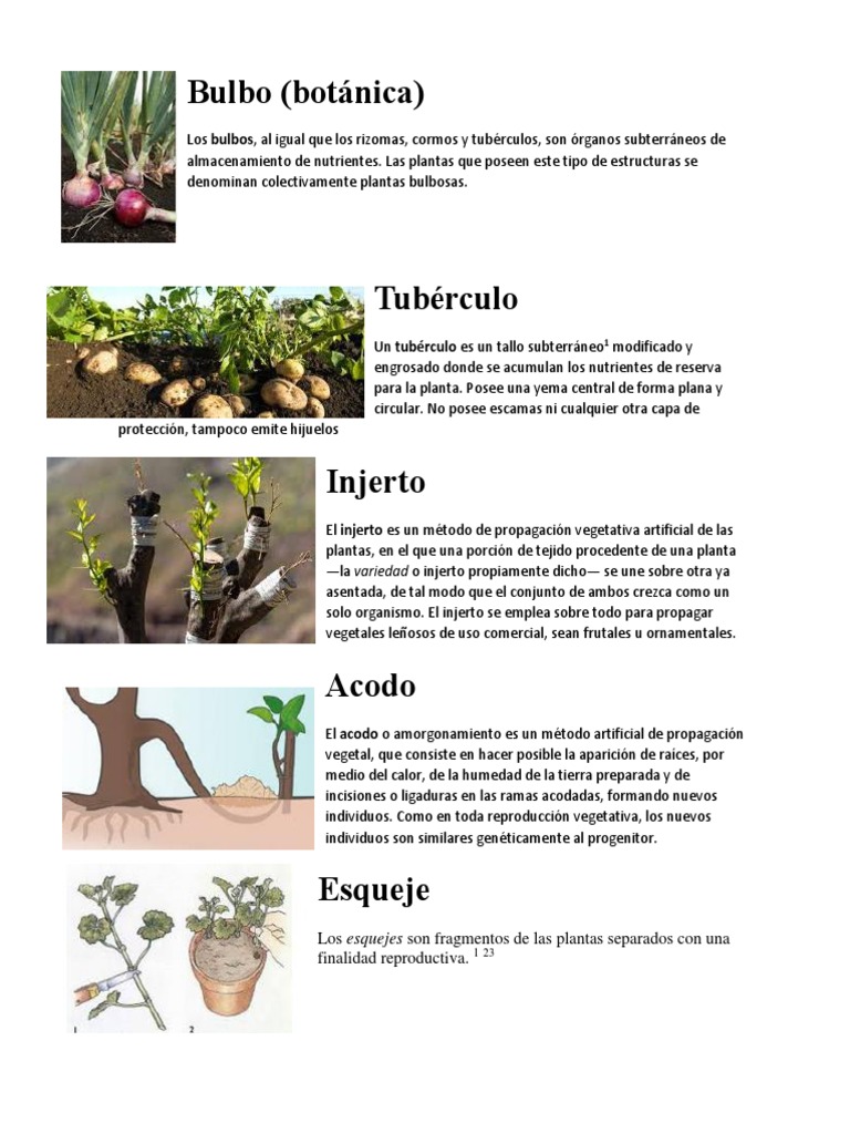 Bulbo | Injerto | Tallo de la planta