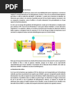 Reacción Hill | PDF | Fotosíntesis | Metabolismo
