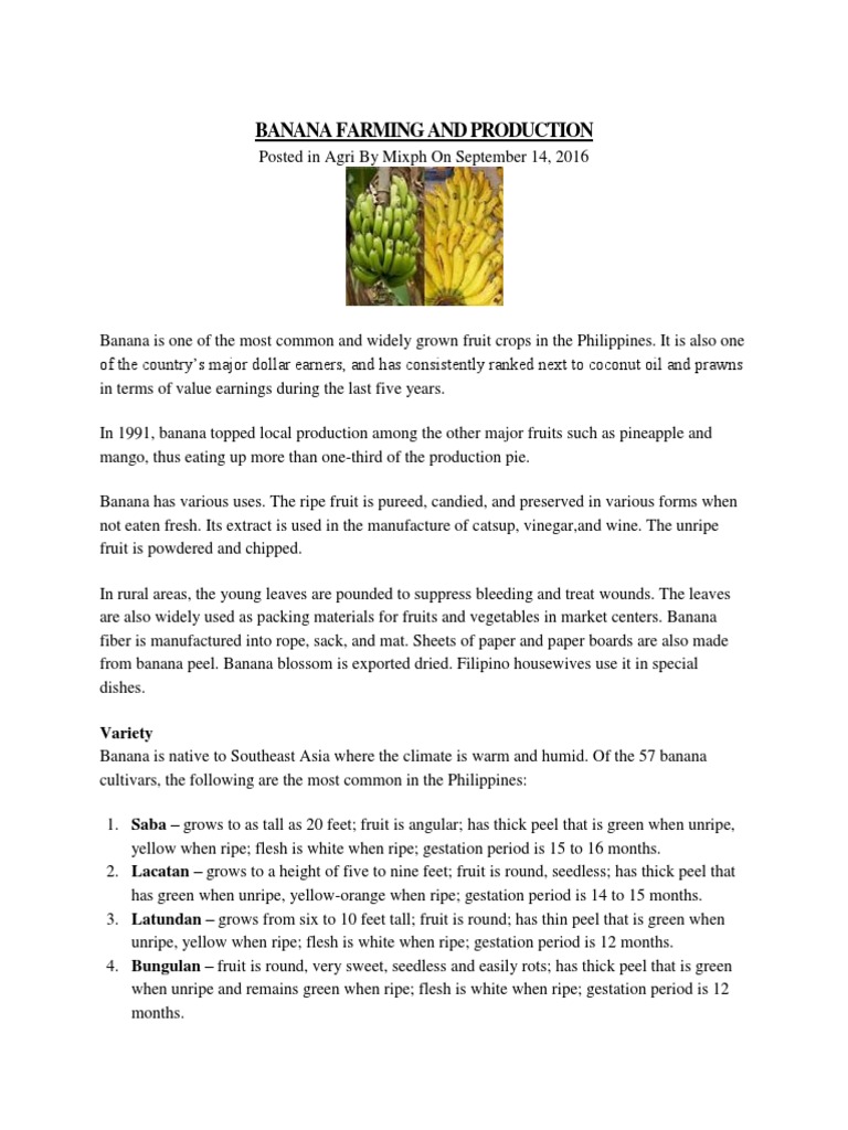 Banana Farming and Production | PDF | Banana | Fruit