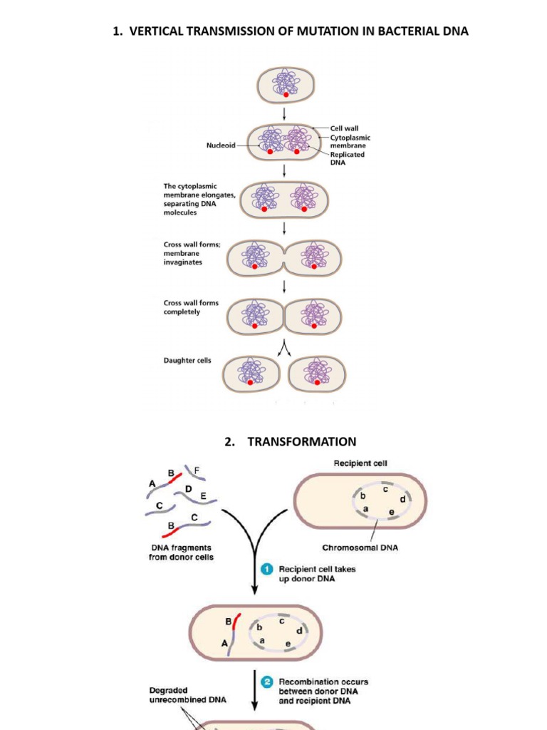 Bacterial DNA Mutation and Growth Mechanisms | PDF
