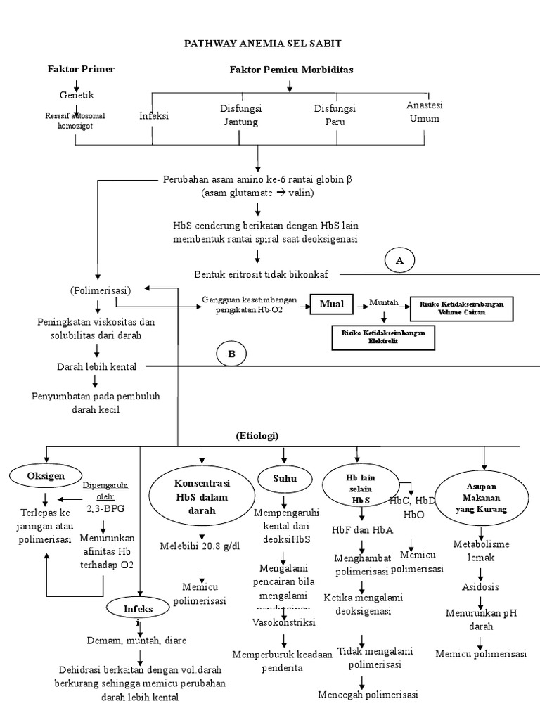 Pathway Anemia Sickle Sel | PDF