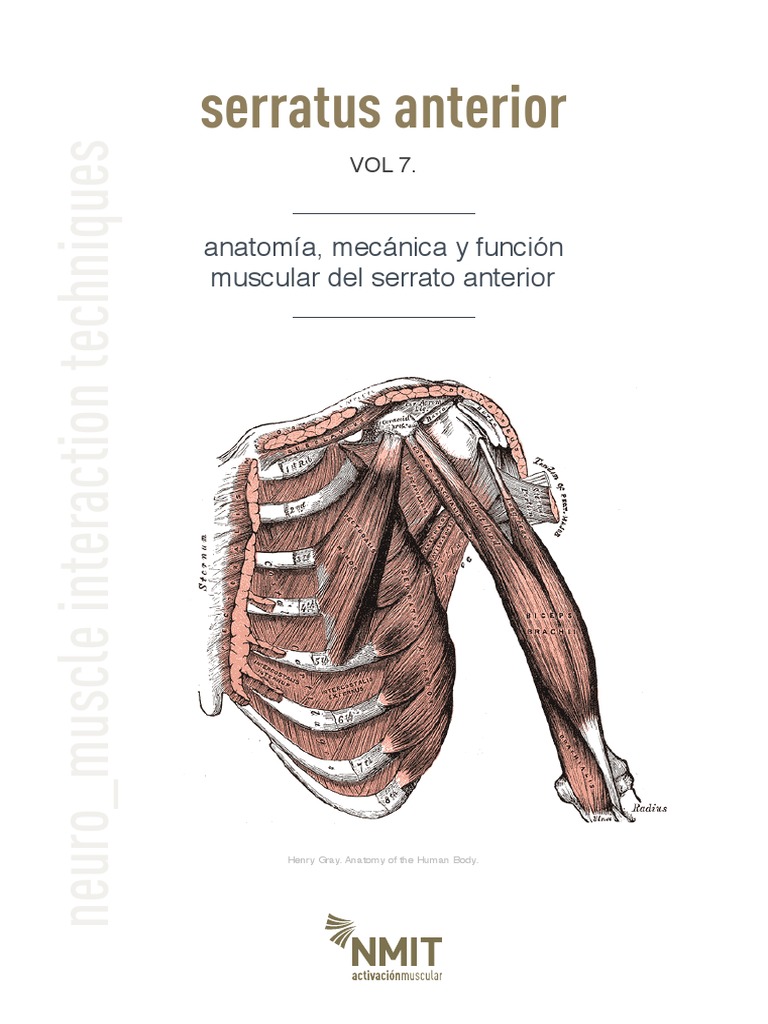 Anatomía, mecánica y función del músculo serrato anterior | PDF ...