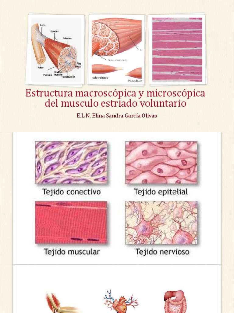 Estructura Macroscópica y Microscópica Del Musculo Estriado Voluntario | PDF