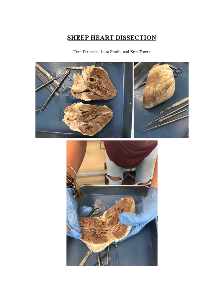 Sheep Heart Dissection | Download Free PDF | Heart Valve | Heart