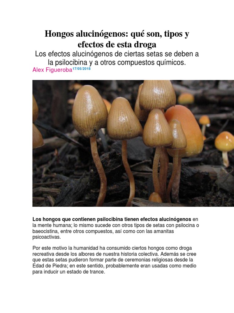 Hongos Alucinógenos | PDF | Alucinógeno | Drogas psicodélicas
