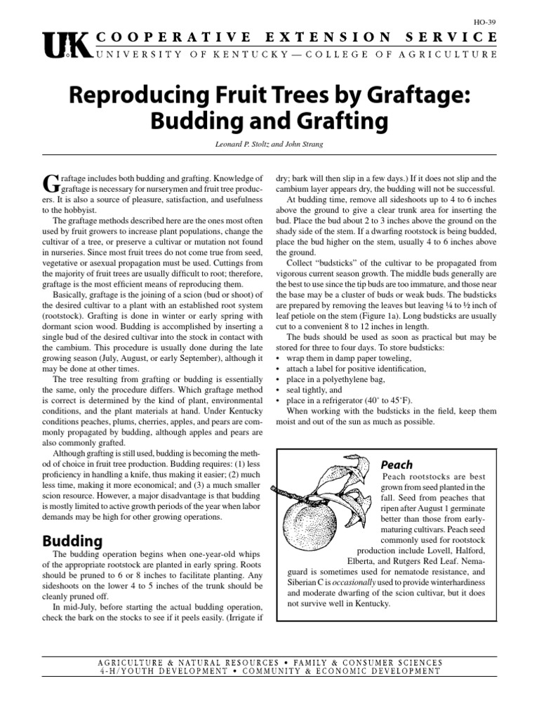 Reproducing Trees by Graftage | PDF Reproducing Trees by Graftage | PDF