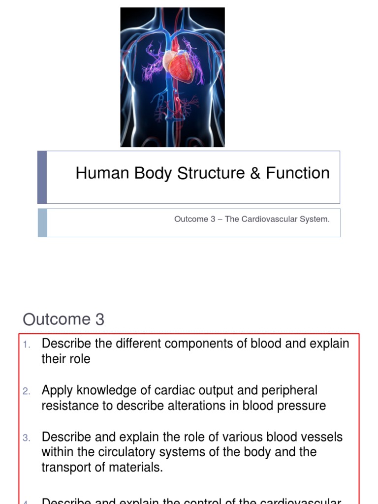 Human Body Revision Notes | PDF | Heart Valve | Vein