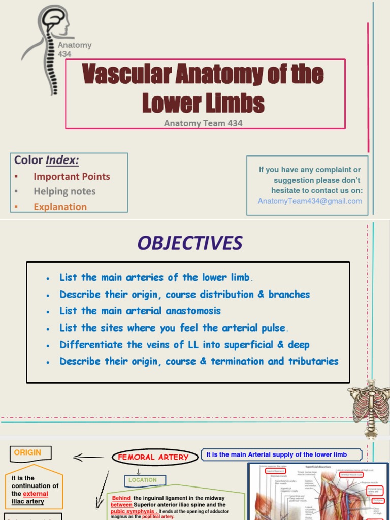 18 Vascular Anatomy of The Lower Limbs | Download Free PDF | Human Leg ...