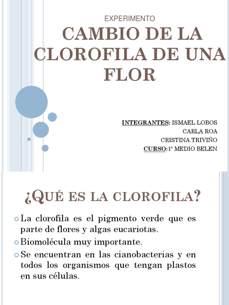 Experimento Taller de Ciencias: Clorofila | PDF | Hogar, jardinería y bricolaje | Ciencia y ...