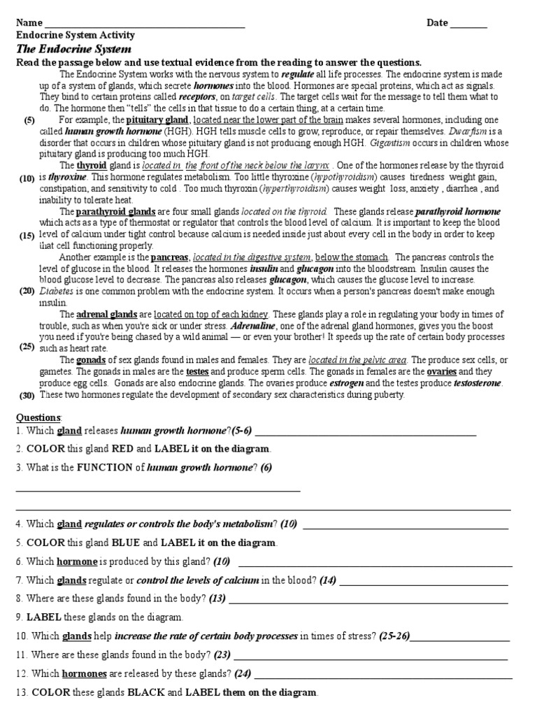 Endocrine System Coloring Activity - L | Download Free PDF | Hormone ...