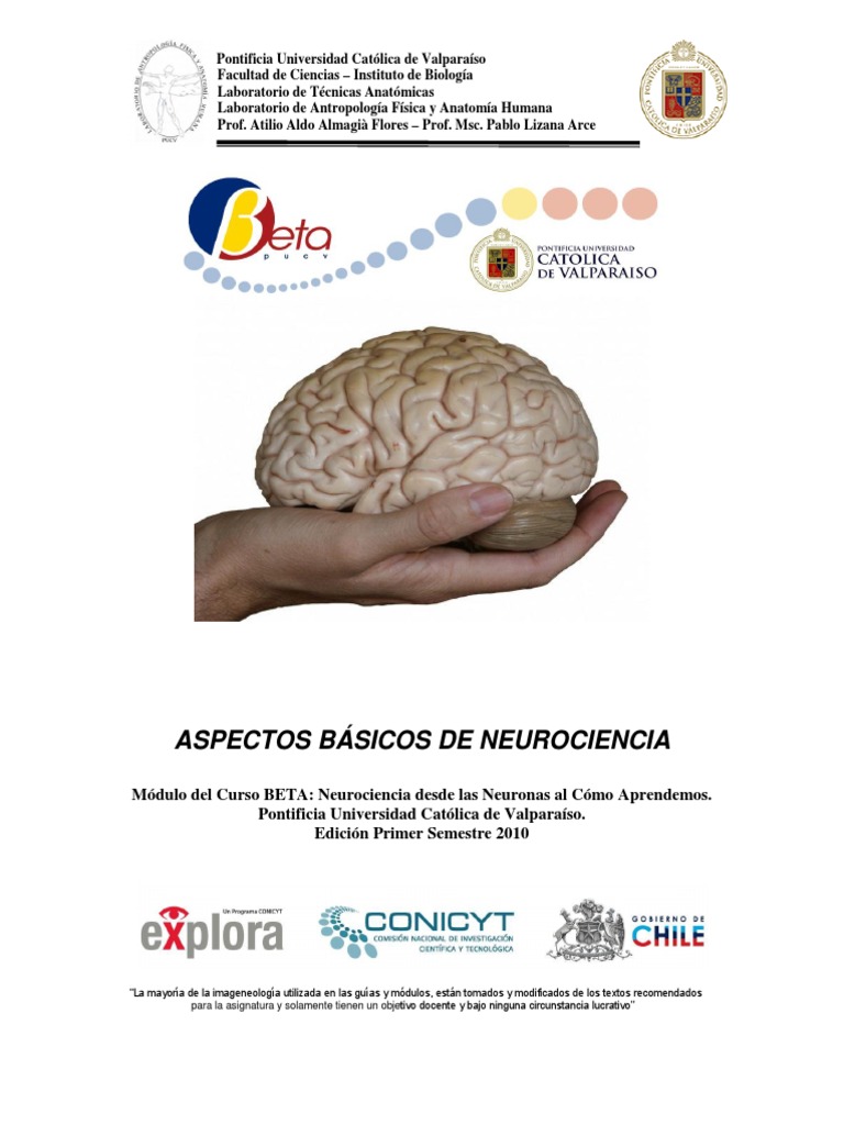 Neuroanatomía básica: División y organización histológica del sistema ...