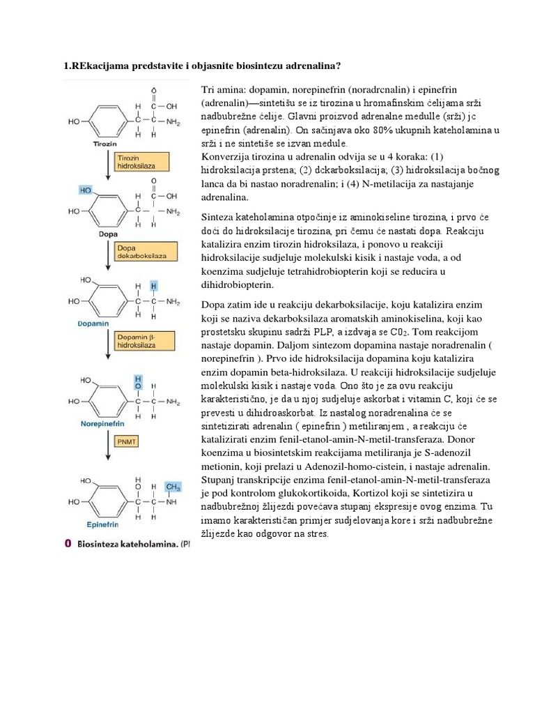 Parcijalla Biohemija 2 | PDF