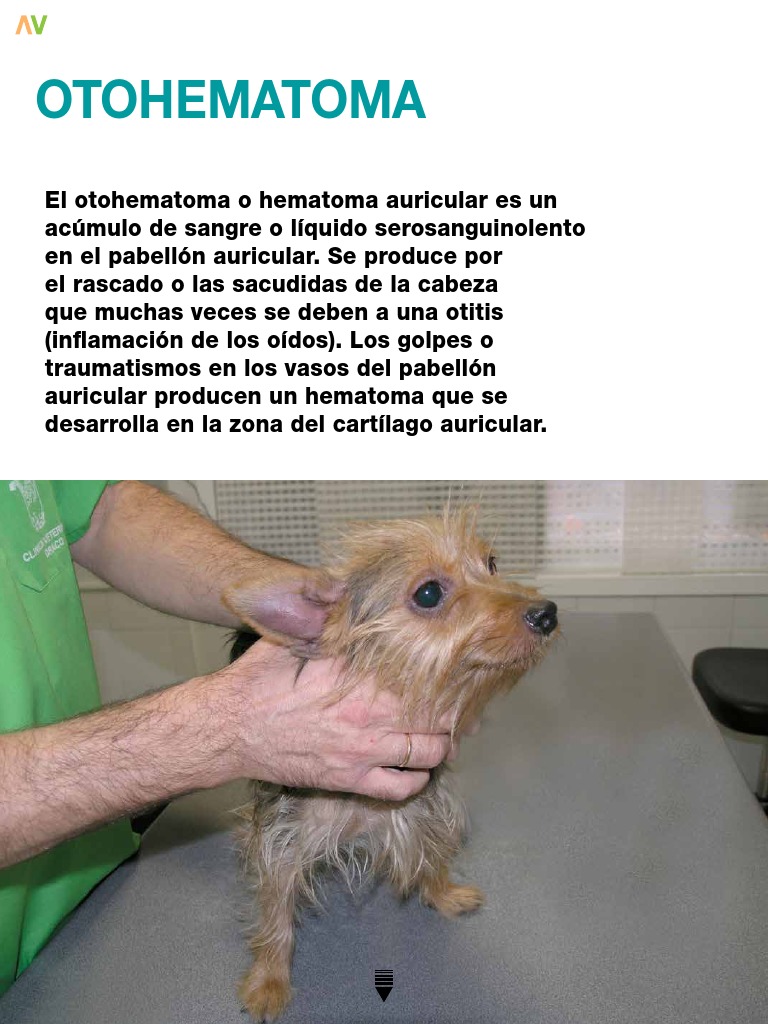 Otohematoma | PDF | Oído | Medicina CLINICA