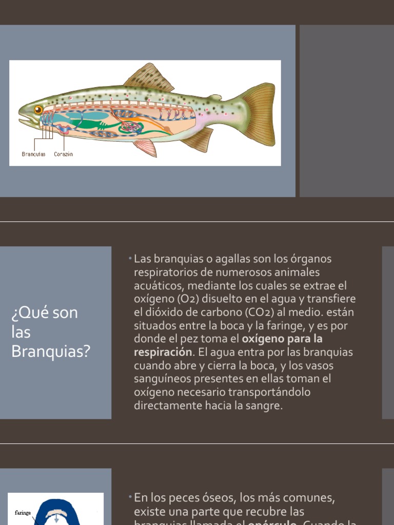 Anatomía de las Branquias en Peces | PDF | Ciencias sociales