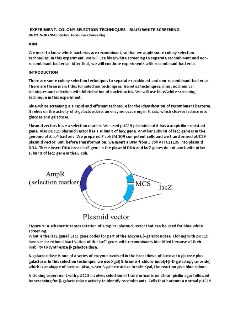 Blue-White Selection | PDF | Molecular Genetics | Macromolecules