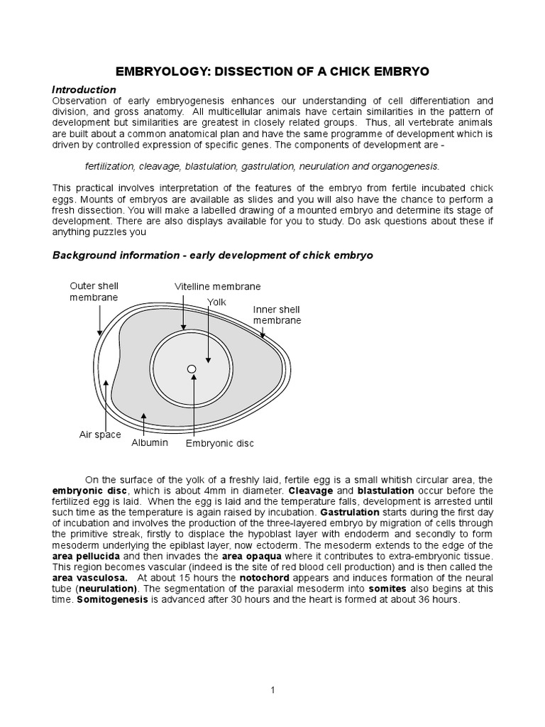 Chick Embryo Dissection Guide | PDF | Developmental Biology | Anatomy