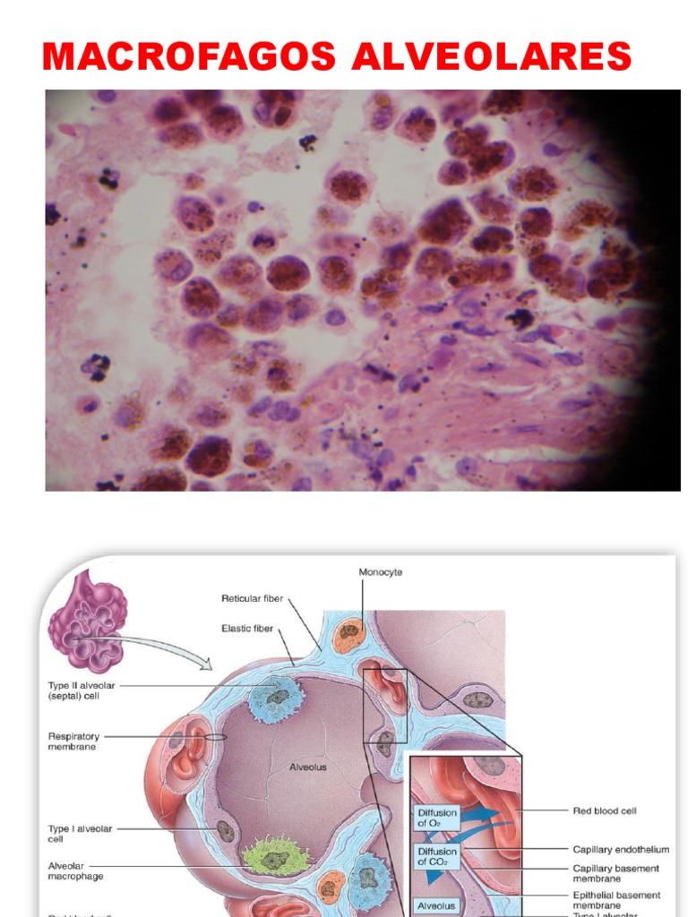 Macrofagos Alveolares | PDF
