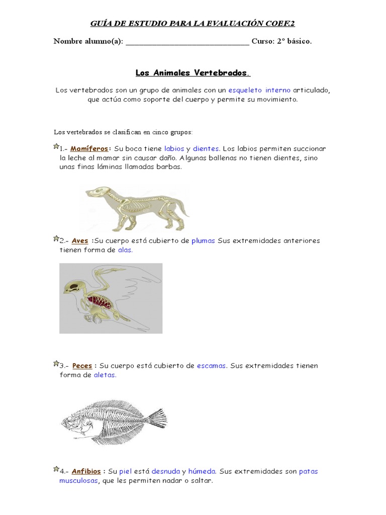 Guia de Ciencias Veretbrados e Invertebrados. | PDF | Invertebrado ...