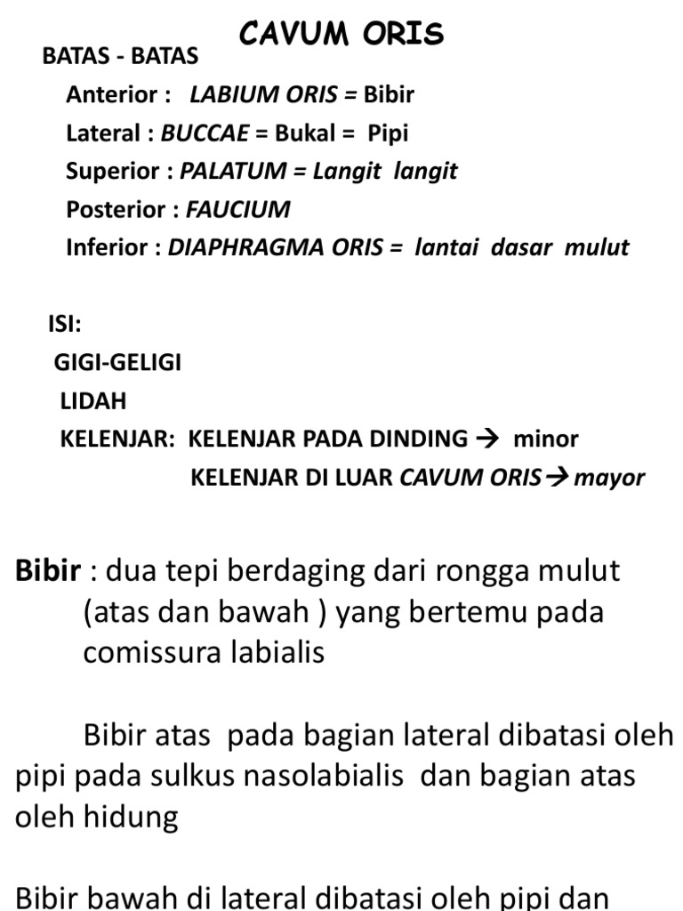 Anatomi Cavum Oris | PDF