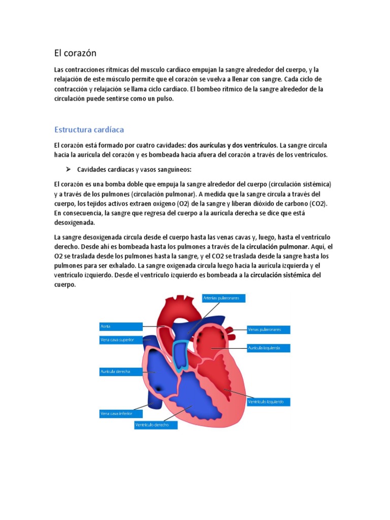 El Corazón | PDF | Corazón | Sistema circulatorio