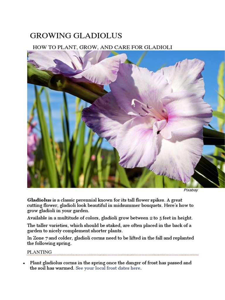 Growing Gladiolus | PDF | Branches Of Botany | Domesticated Plants