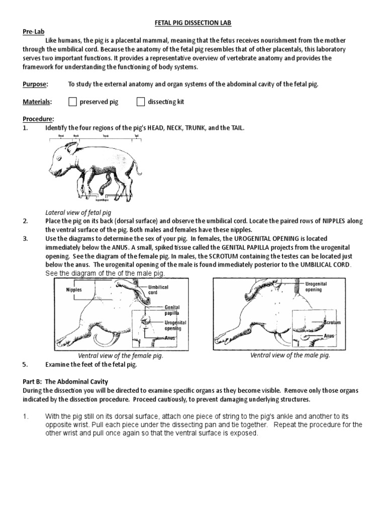 Fetal Pig Lab | PDF | Uterus | Heart