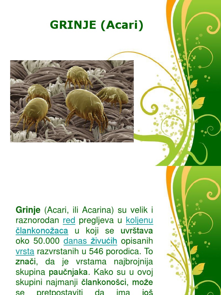 Grinje | PDF