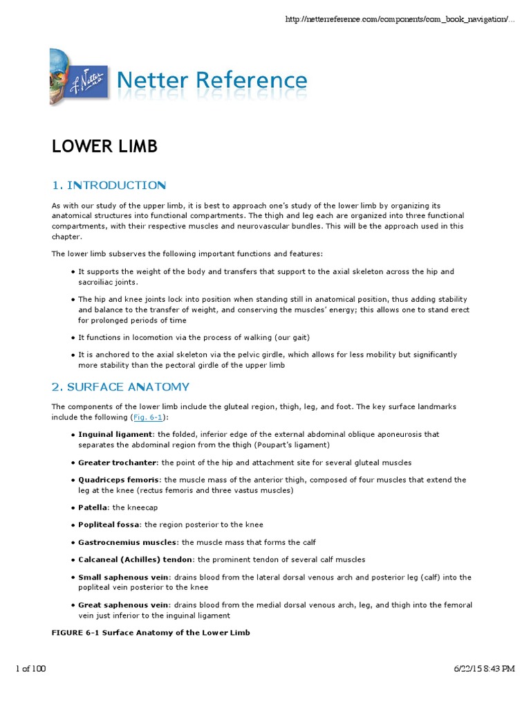 Netter Anatomy Section 6-LOWER LIMB | PDF | Hip | Pelvis